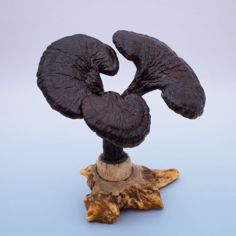 Antique Chinese Lingzhi Fungus Specimen on a Stag Antler Stand. Qing ...