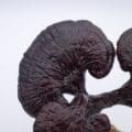Antique Chinese Lingzhi Fungus Specimen on a Stag Antler Stand. Qing ...
